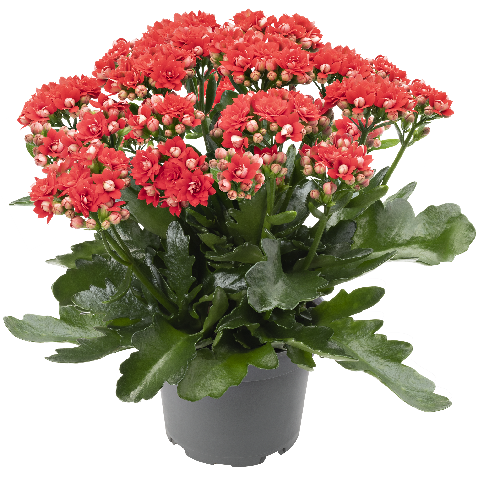 Queen® Genetics - African Ruby