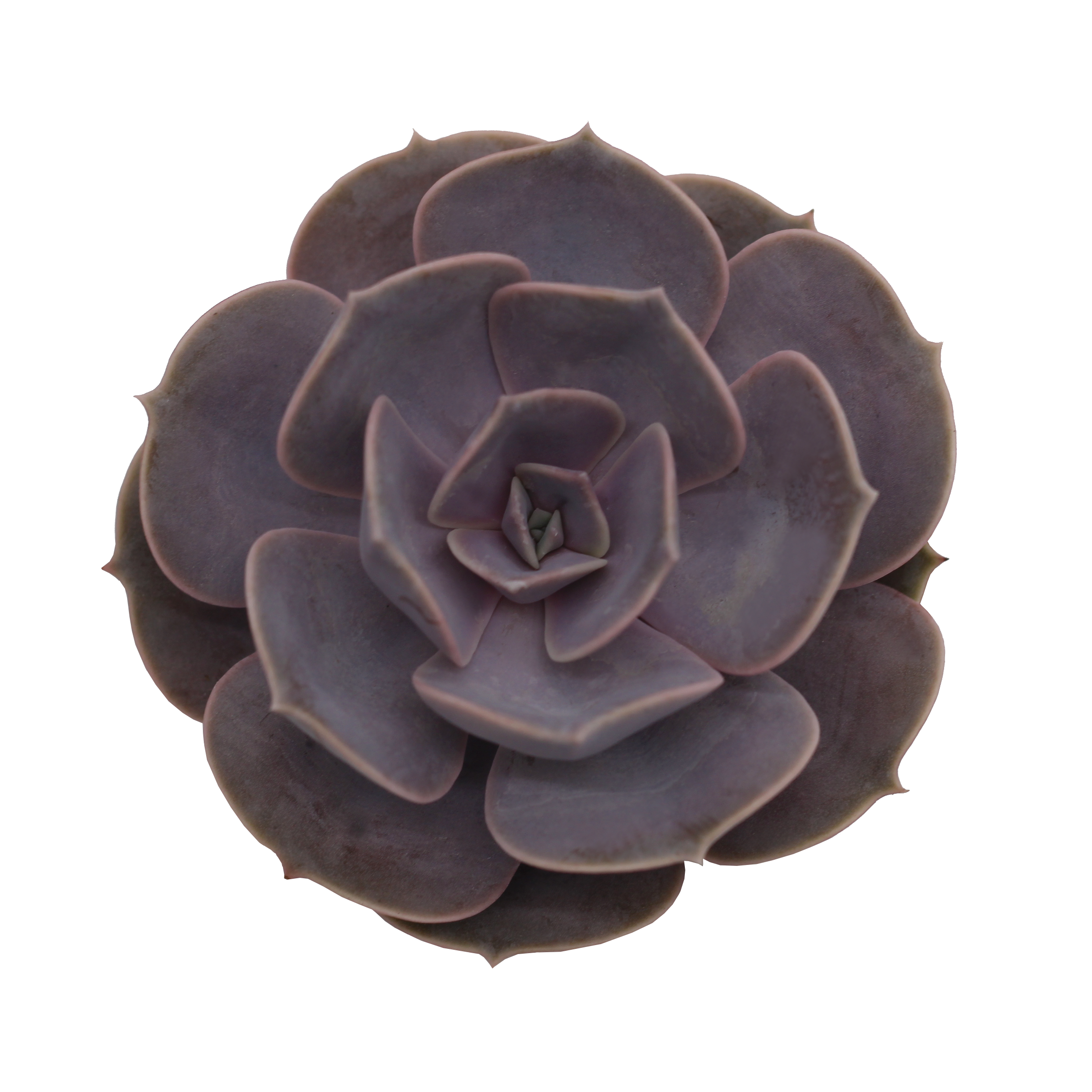 Queen® Genetics - Echeveria hybrid 'Castor'