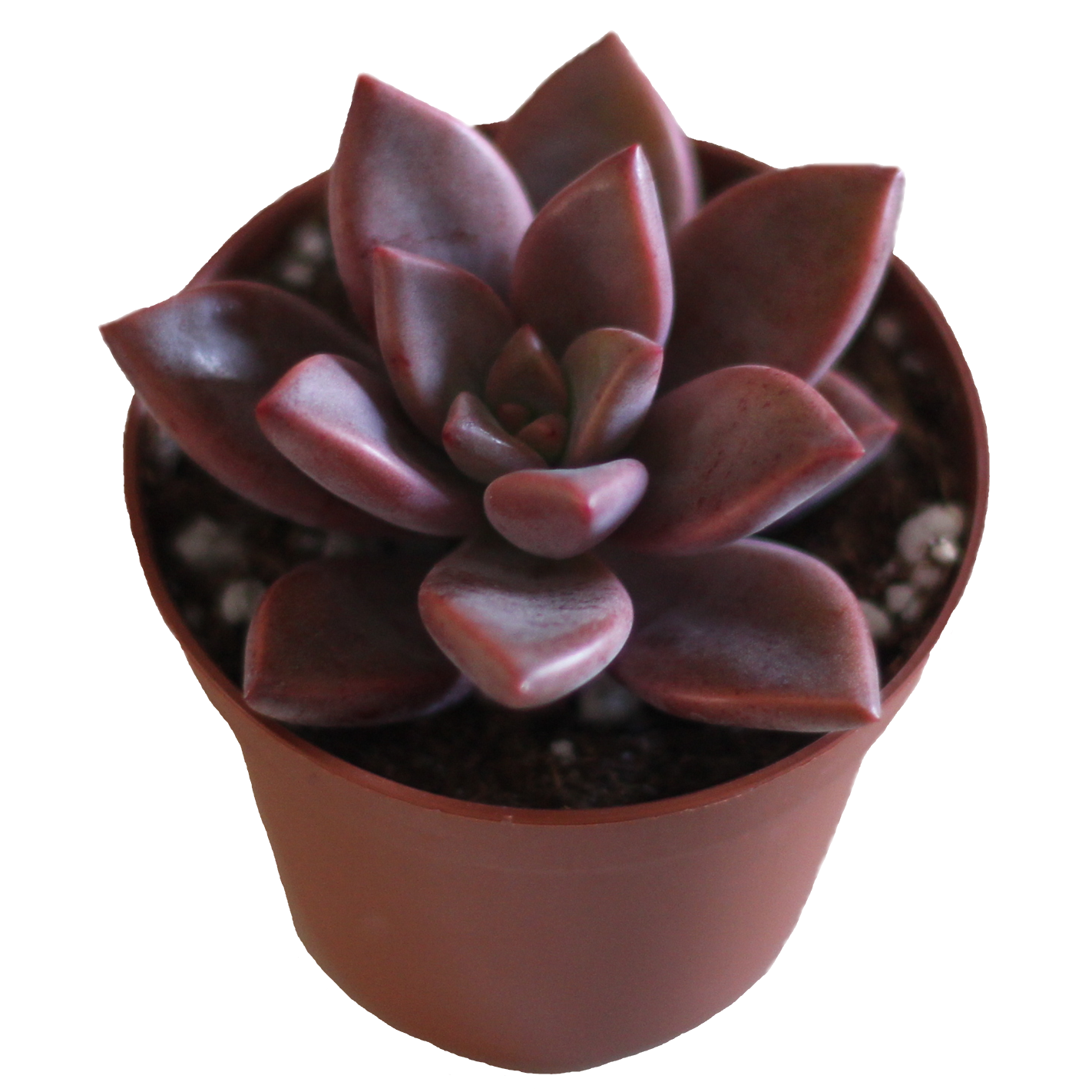 Queen® Genetics - Echeveria x Graptopetalum hybrid 'Ghosty'