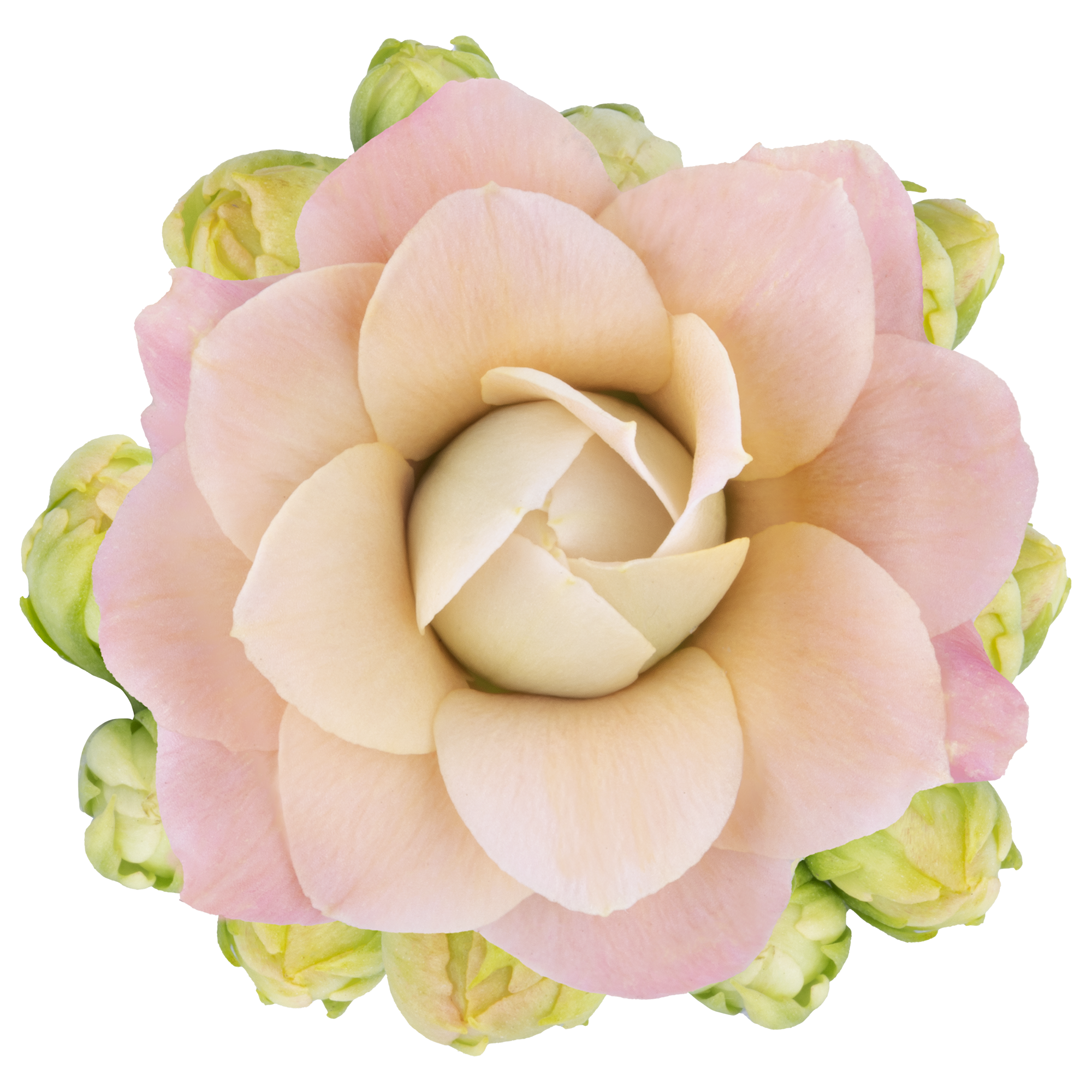 Queen® Genetics - Sunny Pink