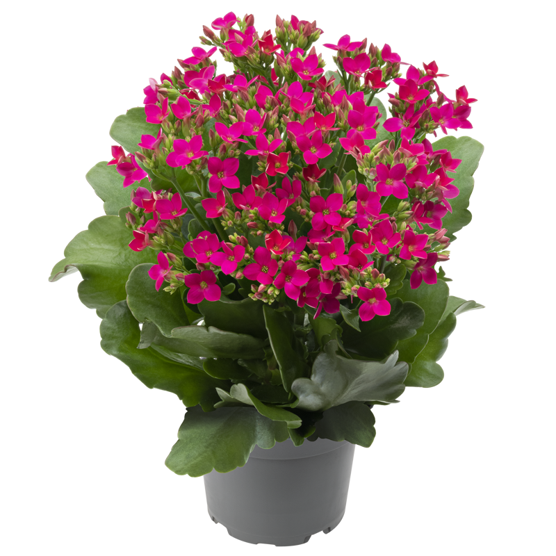 Queen® Genetics Gertrude