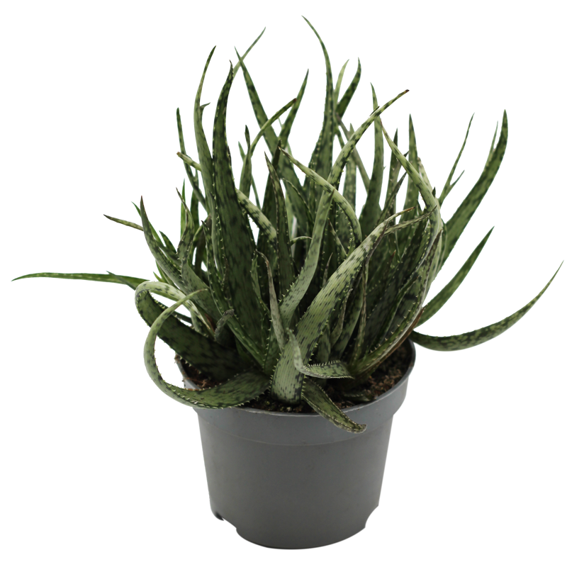 Queen® Genetics - Gasteraloe hybrid 'Arikara'