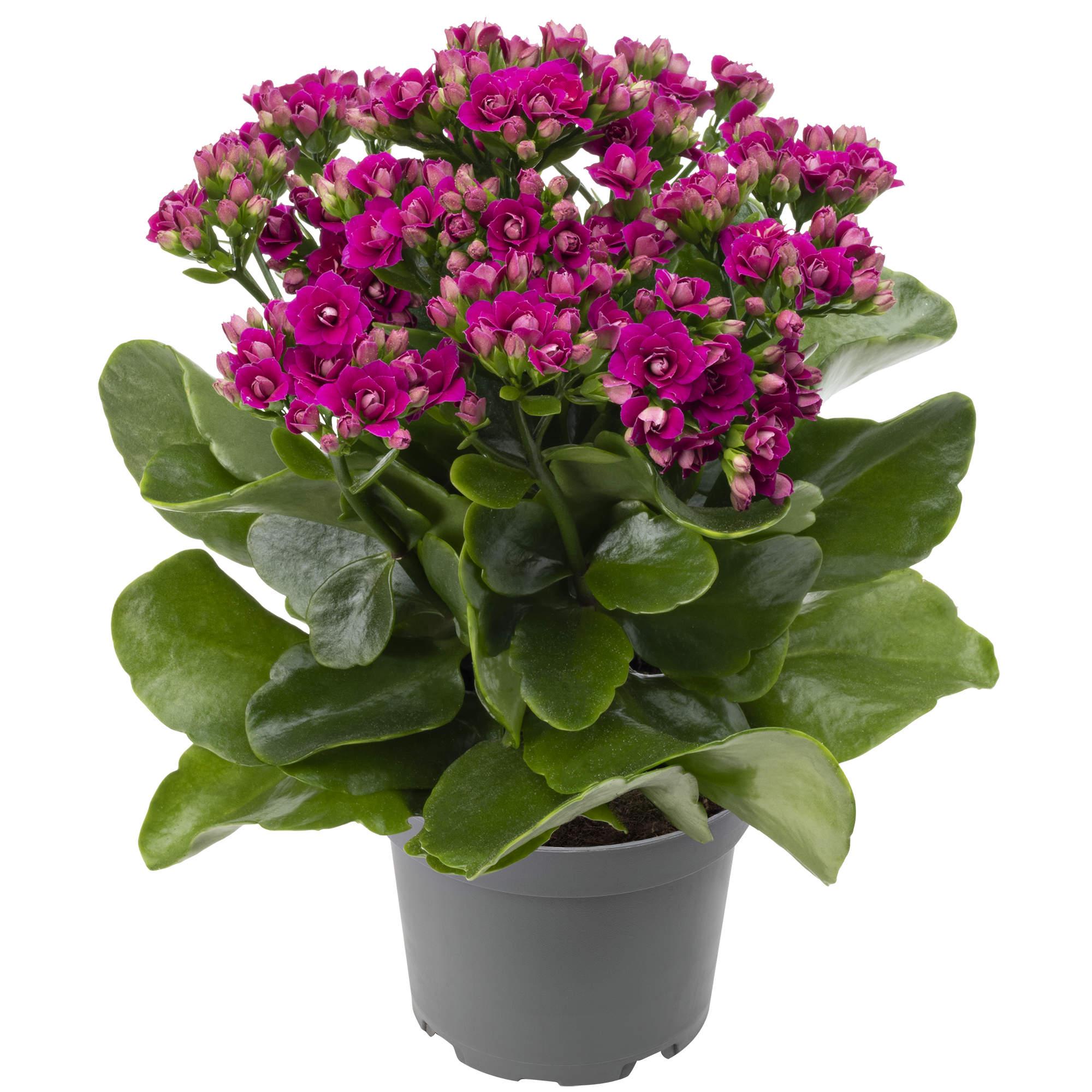 Queen® Genetics - Lara