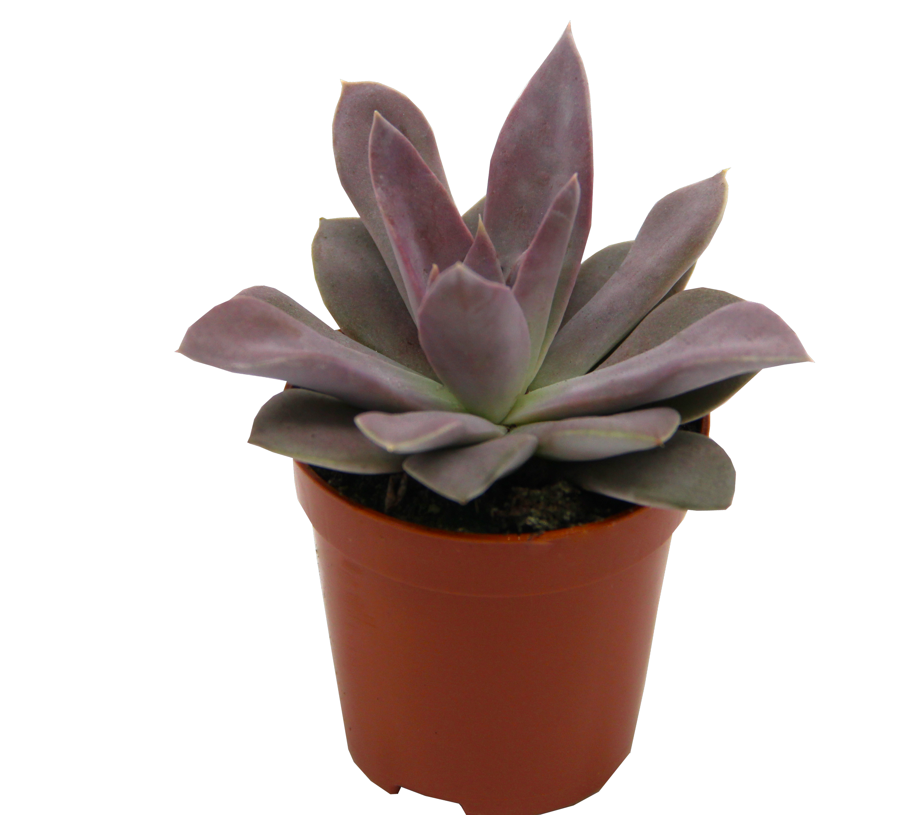 Queen® Genetics - Echeveria hybrid 'Regor'