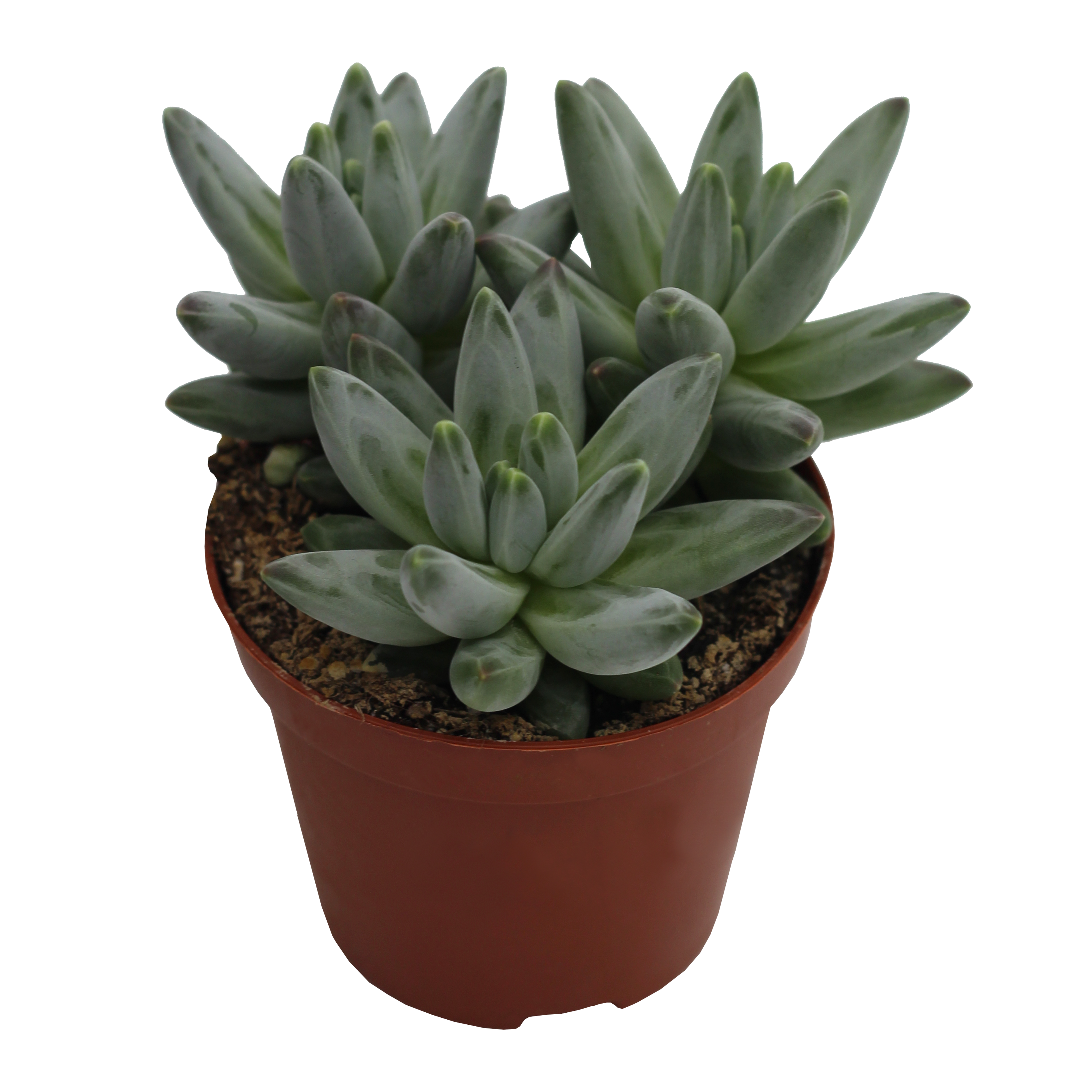 Queen® Genetics - Echeveria x Pachyphytum hybrid 'Propus'