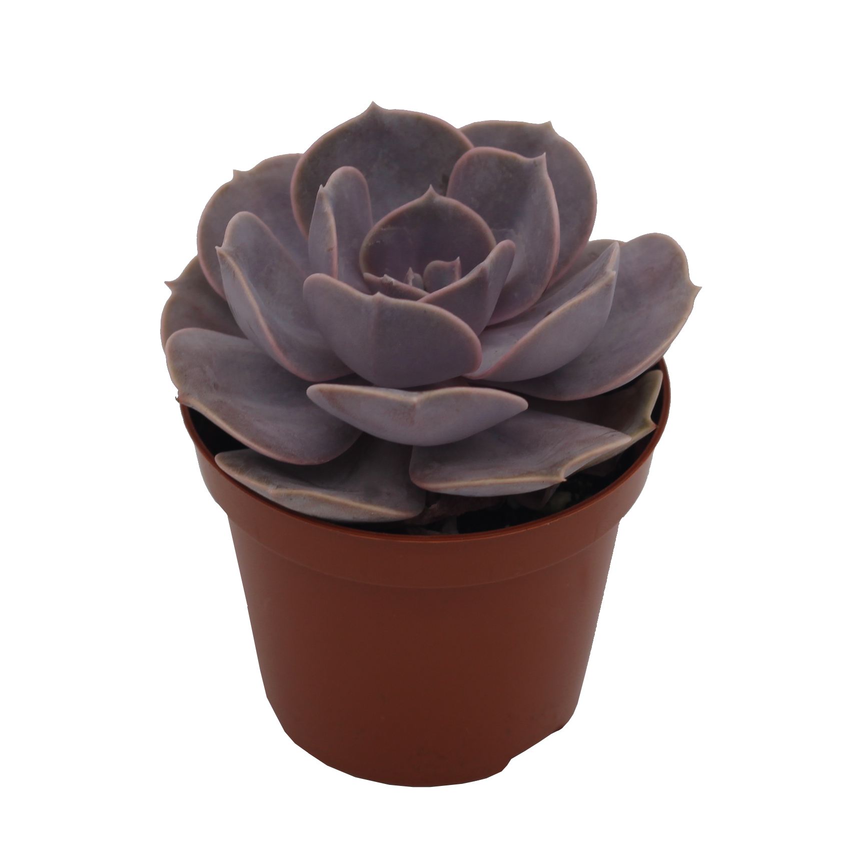 Queen® Genetics - Echeveria hybrid 'Castor'