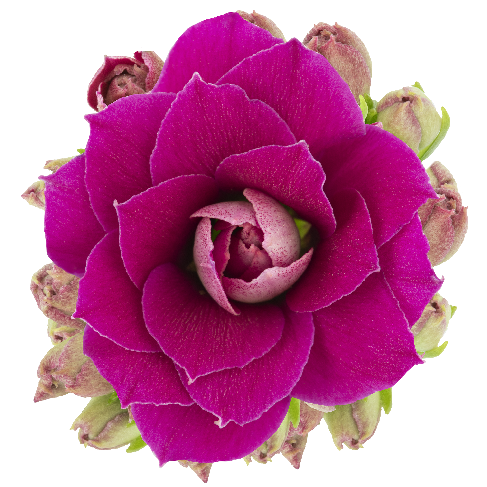 Queen® Genetics - Lara