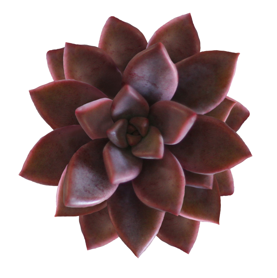 Queen® Genetics - Echeveria x Graptopetalum hybrid 'Ghosty'