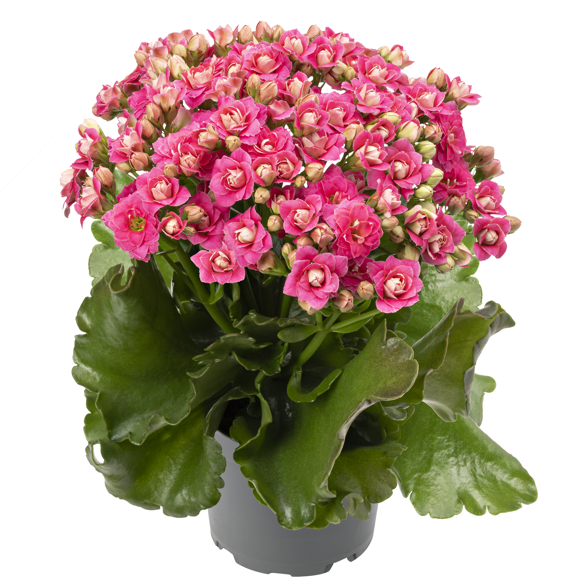 Queen® Genetics - Constance