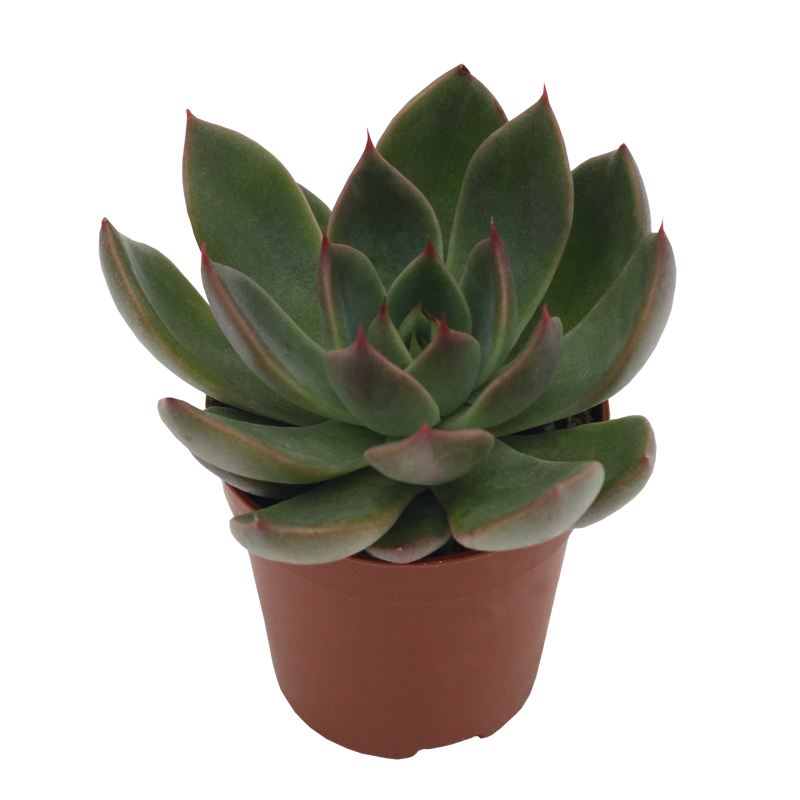 Queen® Genetics - Echeveria hybrid 'Situla'