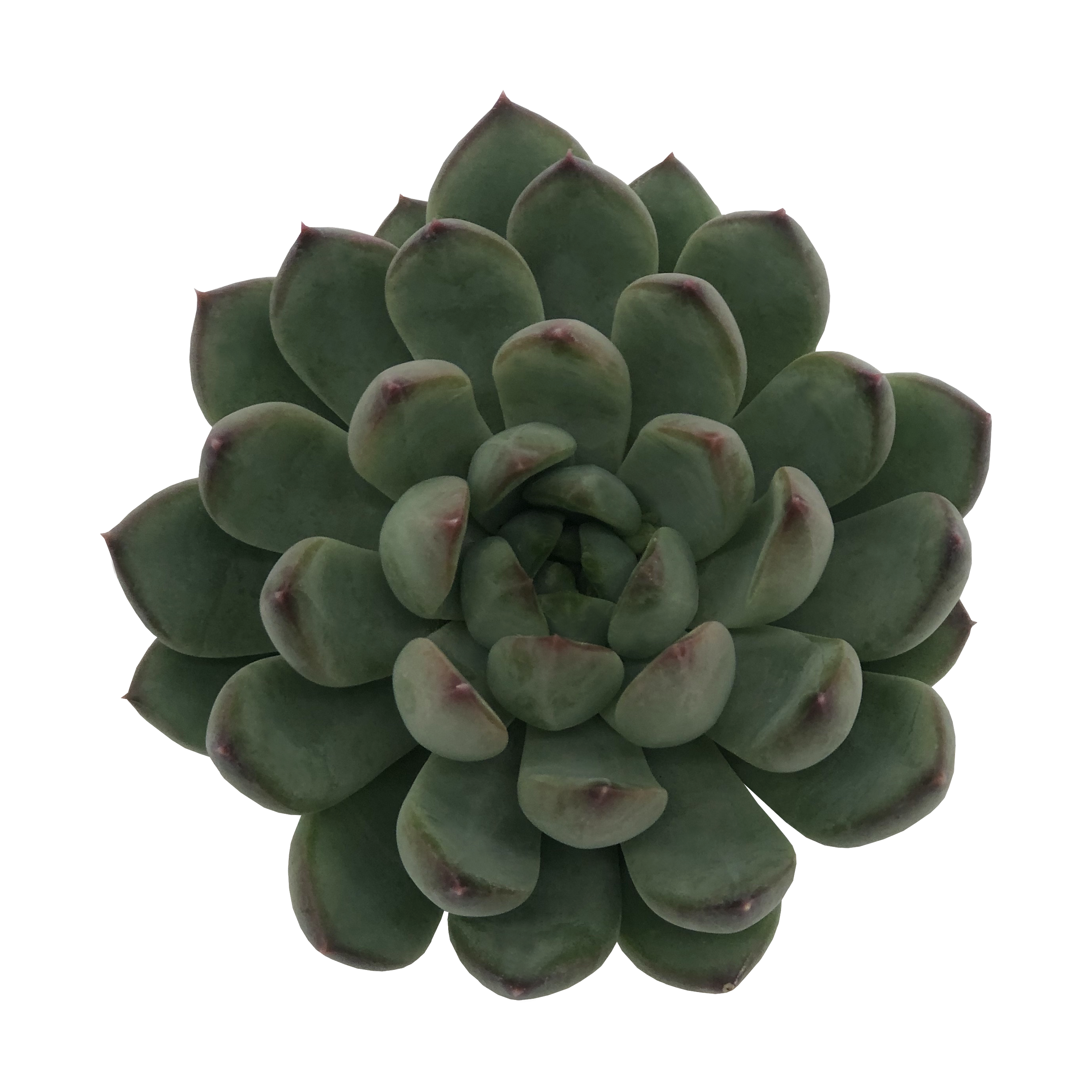 Queen® Genetics - Echeveria x Pachyphytum hybrid 'Riegel'